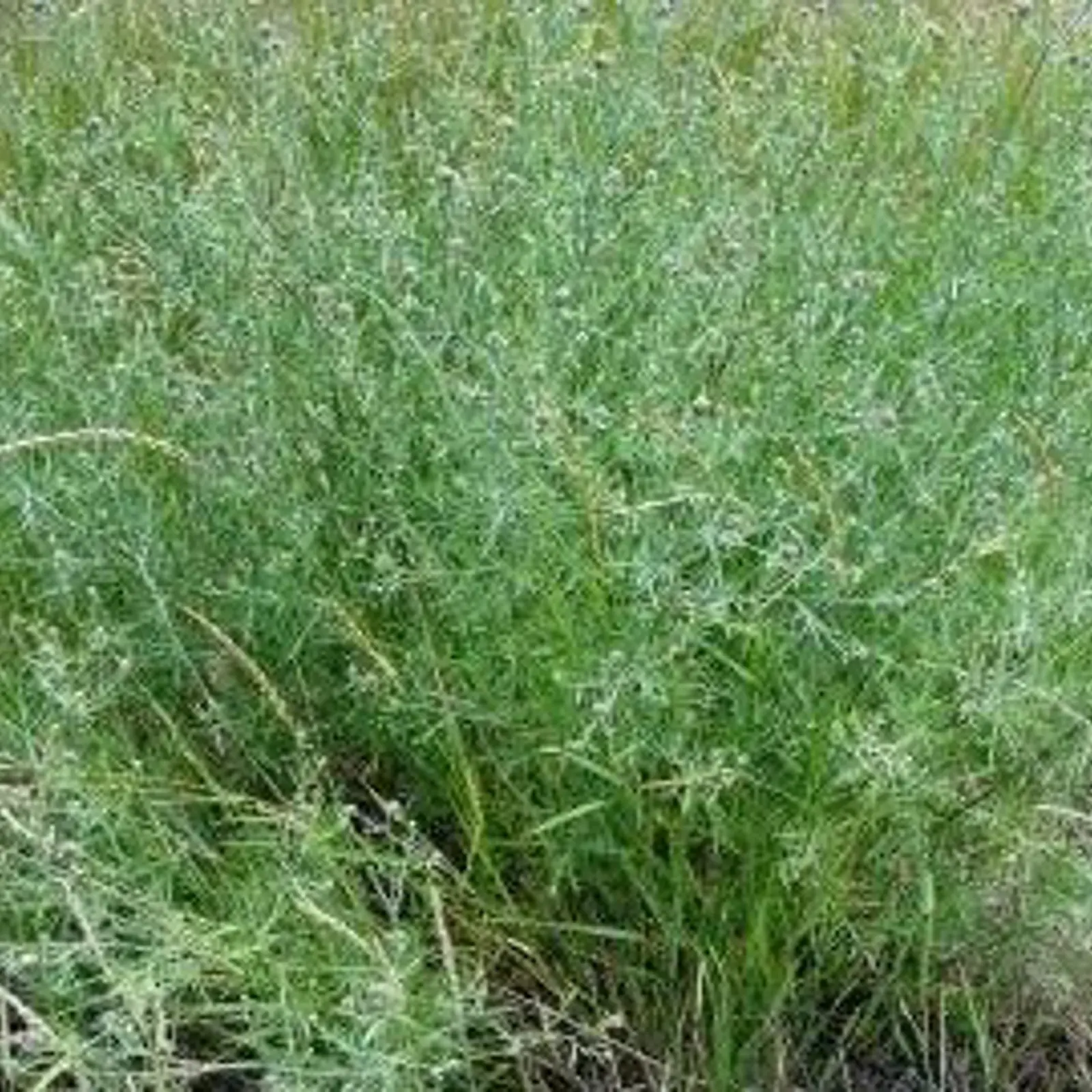 Spotted Knapweed | Cariboo Regional District