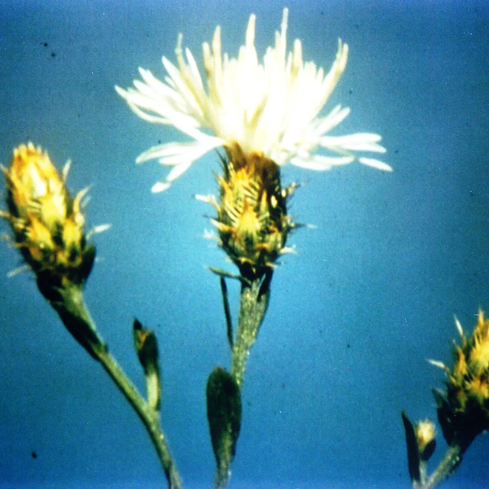 Diffuse Knapweed | Cariboo Regional District
