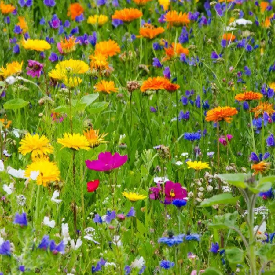 Invasive Plants | Cariboo Regional District