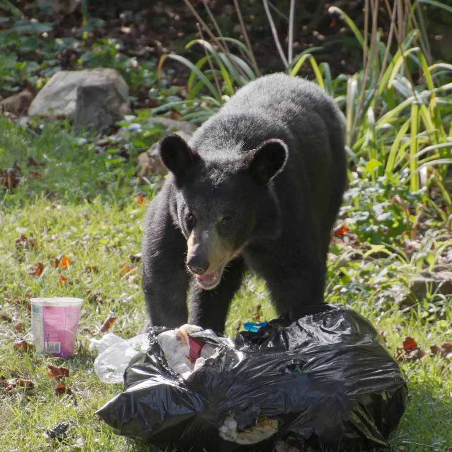 Garbage and Recycling | Cariboo Regional District