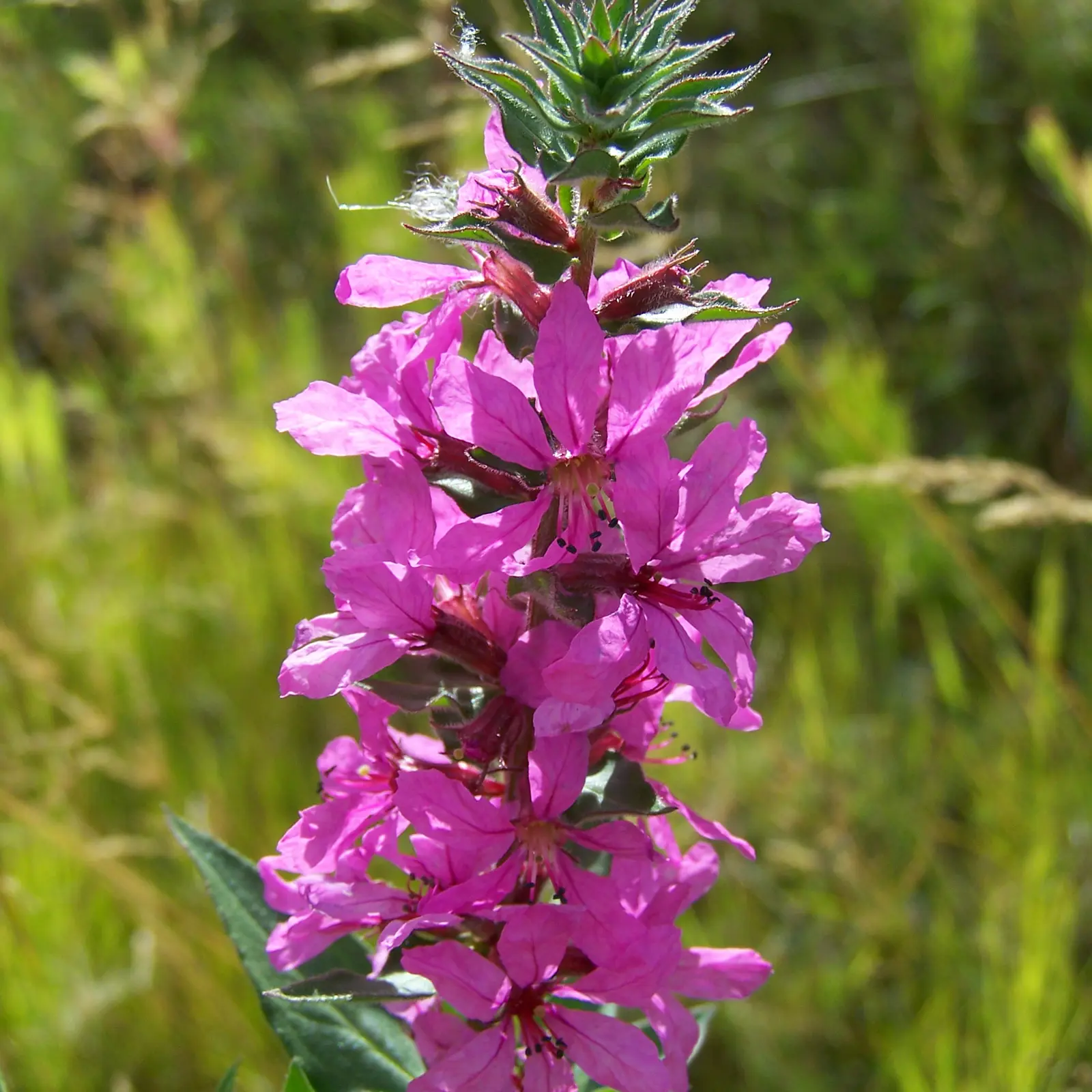 Purple Loosestrife | Cariboo Regional District