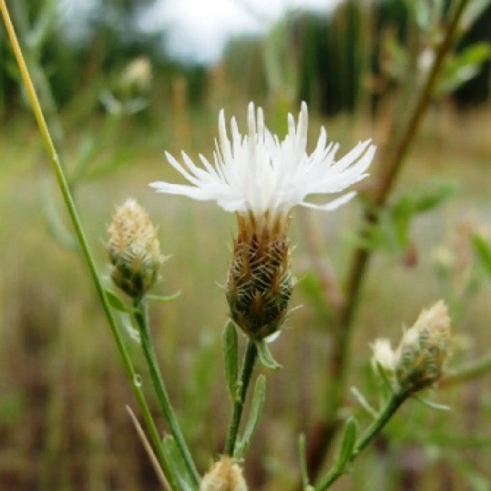 Diffuse Knapweed | Cariboo Regional District